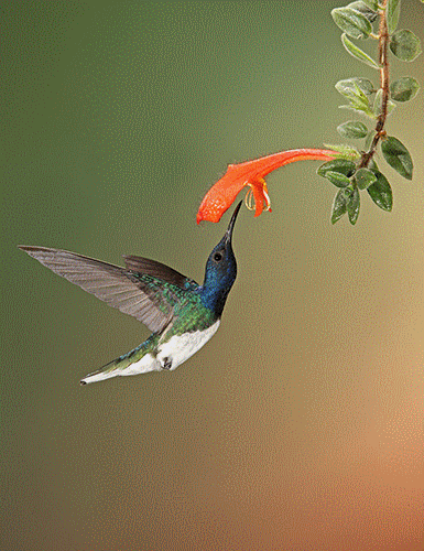 Hummingbird Gif - Gif Abyss