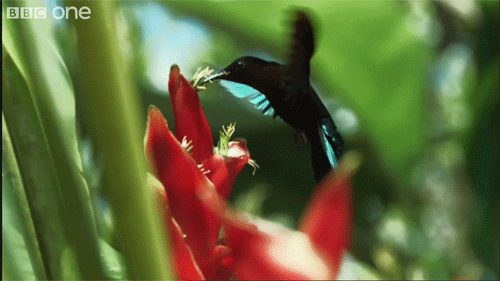 Download Animal Hummingbird Gif