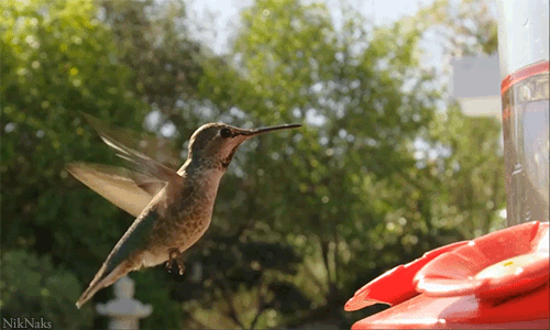 Download Animal Hummingbird Gif