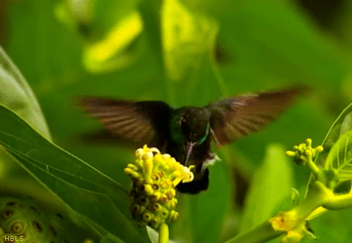 Hummingbird Gif - Gif Abyss