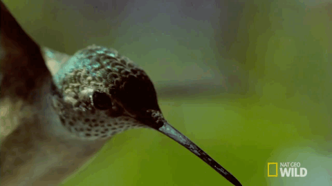 Download Animal Hummingbird Gif