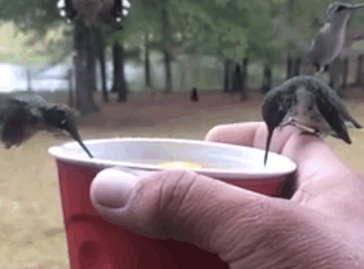 Download Animal Hummingbird Gif