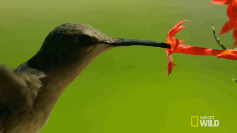 Download Animal Hummingbird Gif