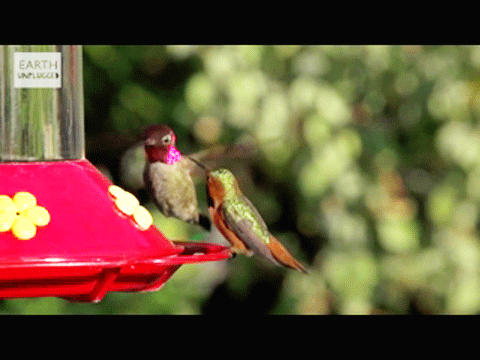 Hummingbird Gif - Gif Abyss