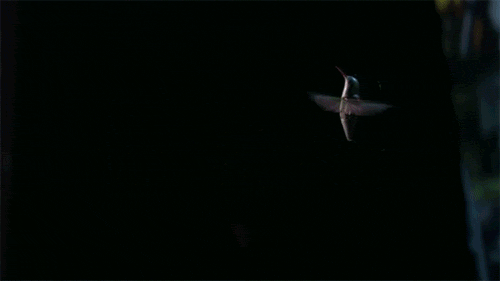 Download Animal Hummingbird Gif - Gif Abyss