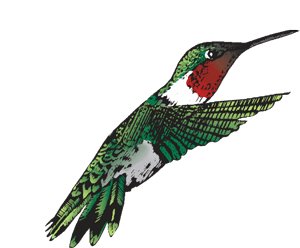 Download Animal Hummingbird Gif