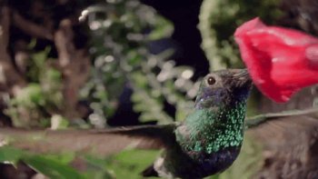 Download Animal Hummingbird Gif