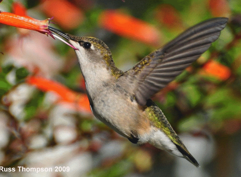 Hummingbird Gif - Gif Abyss
