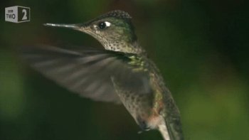 Download Animal Hummingbird Gif