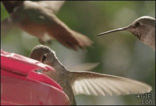 Download Animal Hummingbird Gif