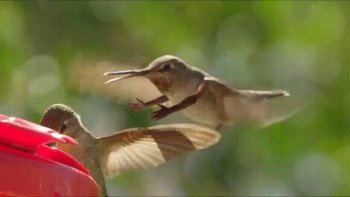 Nectar Ballet — Hummingbird Loop - Gif Abyss