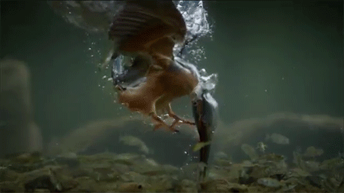 Download Animal Kingfisher Gif - Gif Abyss