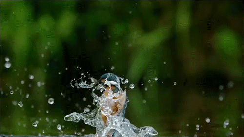 Kingfisher Gif - Gif Abyss