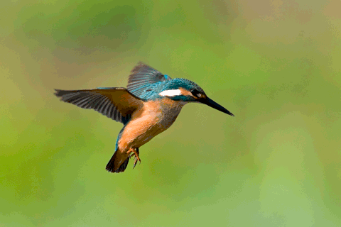 Download Animal Kingfisher Gif