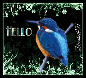 Download Hello Animal Kingfisher Gif