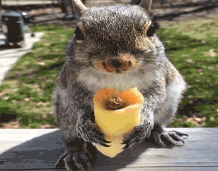 Download Animal Squirrel Gif