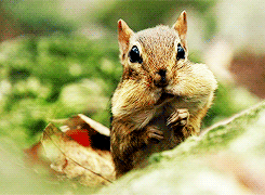Download Animal Squirrel Gif