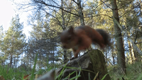 Download Animal Squirrel Gif - Gif Abyss