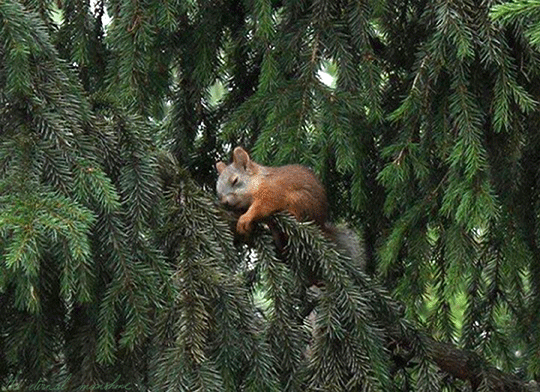 Download Animal Squirrel Gif