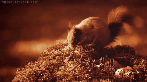 Download Animal Squirrel Gif - Gif Abyss