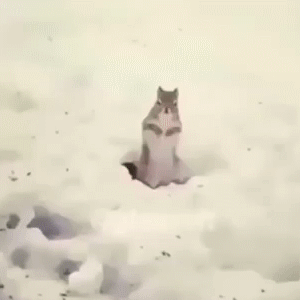 Download Animal Squirrel Gif
