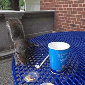 Download Animal Squirrel Gif