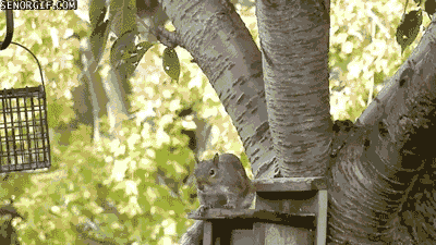Download Animal Squirrel Gif - Gif Abyss