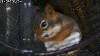 Download Animal Squirrel Gif