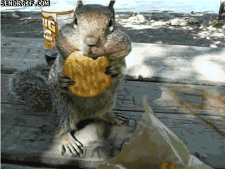 Download Animal Squirrel Gif