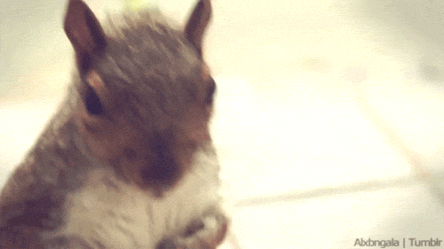 Squirrel Gif - Gif Abyss