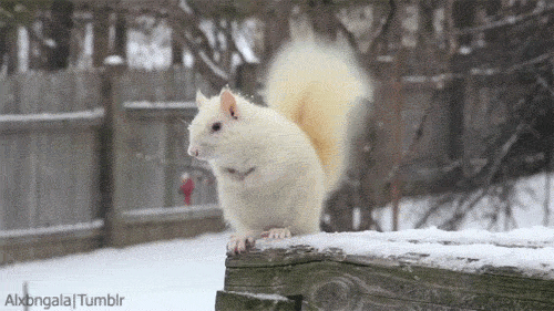 Download Animal Squirrel Gif
