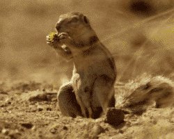 Download Animal Squirrel Gif