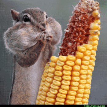 Download Animal Chipmunk Gif