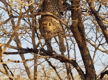 [10+] Leopard Gifs