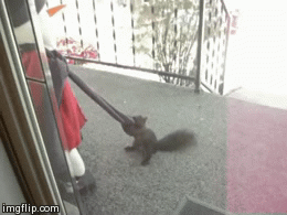 Download Animal Squirrel Gif - Gif Abyss
