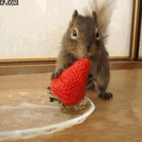 Download Animal Squirrel Gif - Gif Abyss