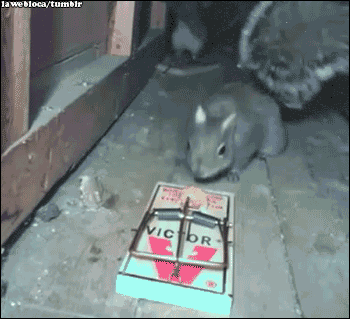 Download Animal Squirrel Gif