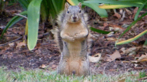 Download Animal Squirrel Gif - Gif Abyss