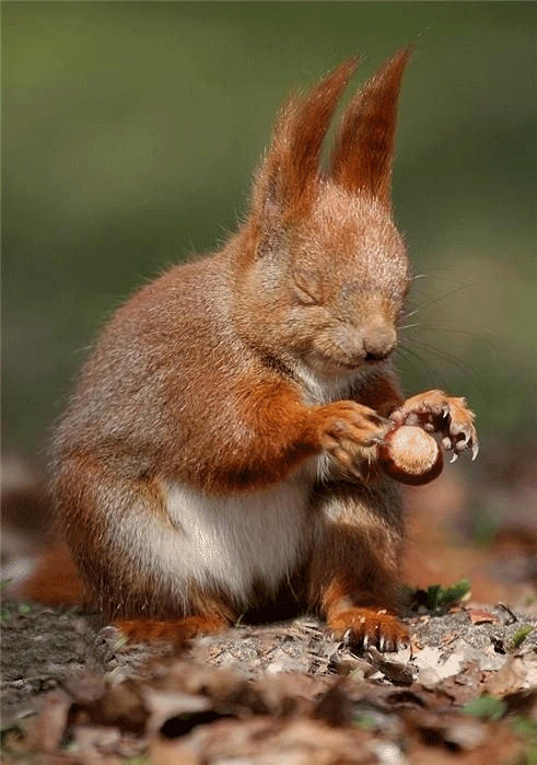 Download Animal Squirrel Gif - Gif Abyss