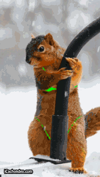 Squirrel Gif - Gif Abyss