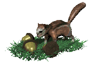 Download Animal Squirrel Gif - Gif Abyss