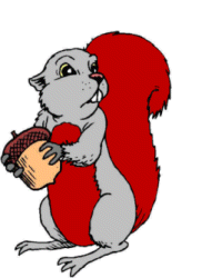 Download Animal Squirrel Gif - Gif Abyss