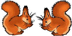 Download Animal Squirrel Gif