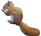 Squirrel Gif - Gif Abyss