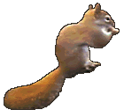 Download Animal Squirrel Gif