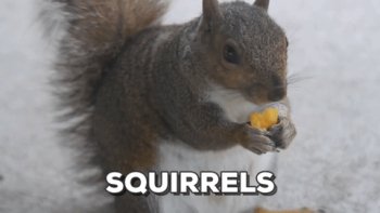 Download Animal Squirrel Gif