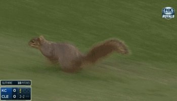 Download Animal Squirrel Gif