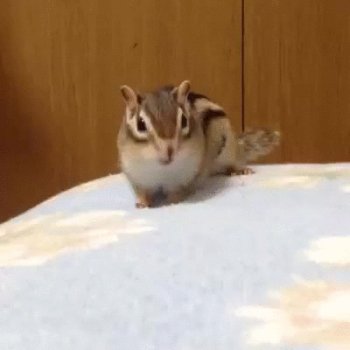 Download Animal Chipmunk Gif