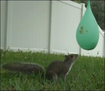 Download Animal Squirrel Gif