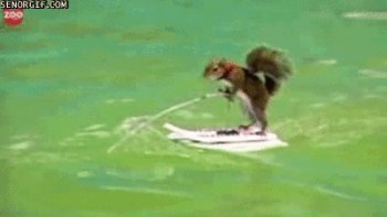 Download Animal Squirrel Gif